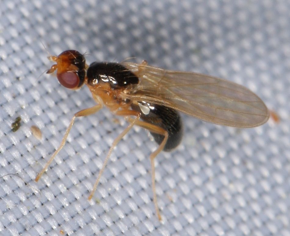 Psilidae? - Naturbasen