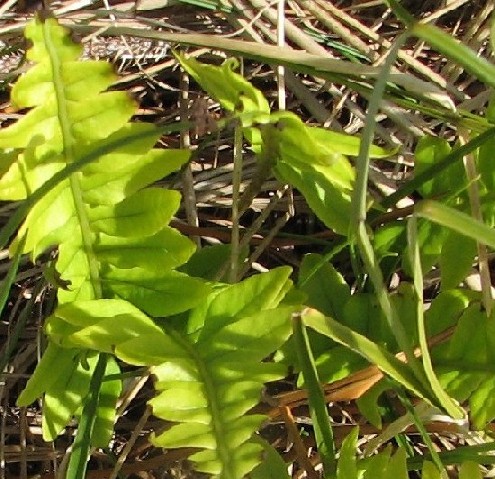 Hvilken Bregne? - Naturbasen