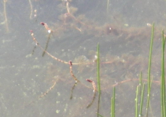 Hvilken vandplante? - Naturbasen