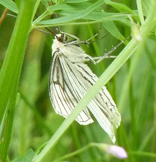 siona lineata ? - Naturbasen