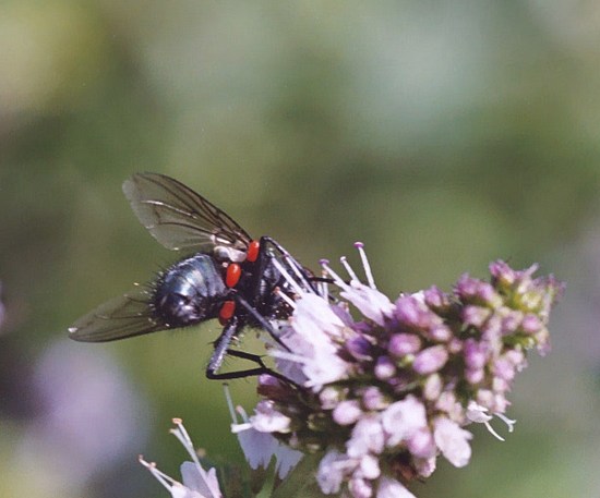 Hvilken flue med røde prikker? - Naturbasen
