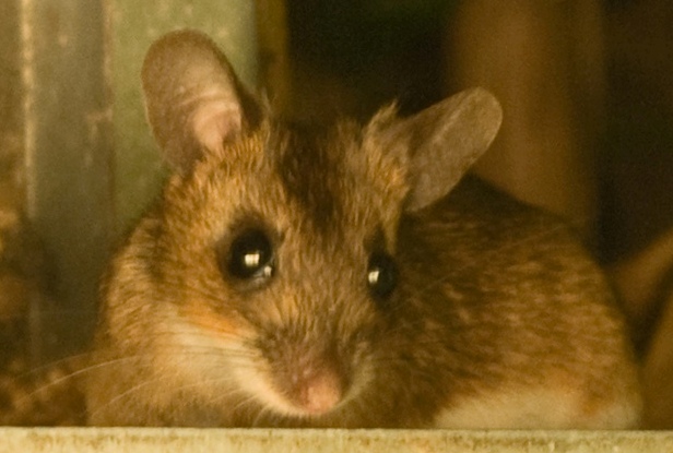 Skovmus eller halsbåndmus - Naturbasen
