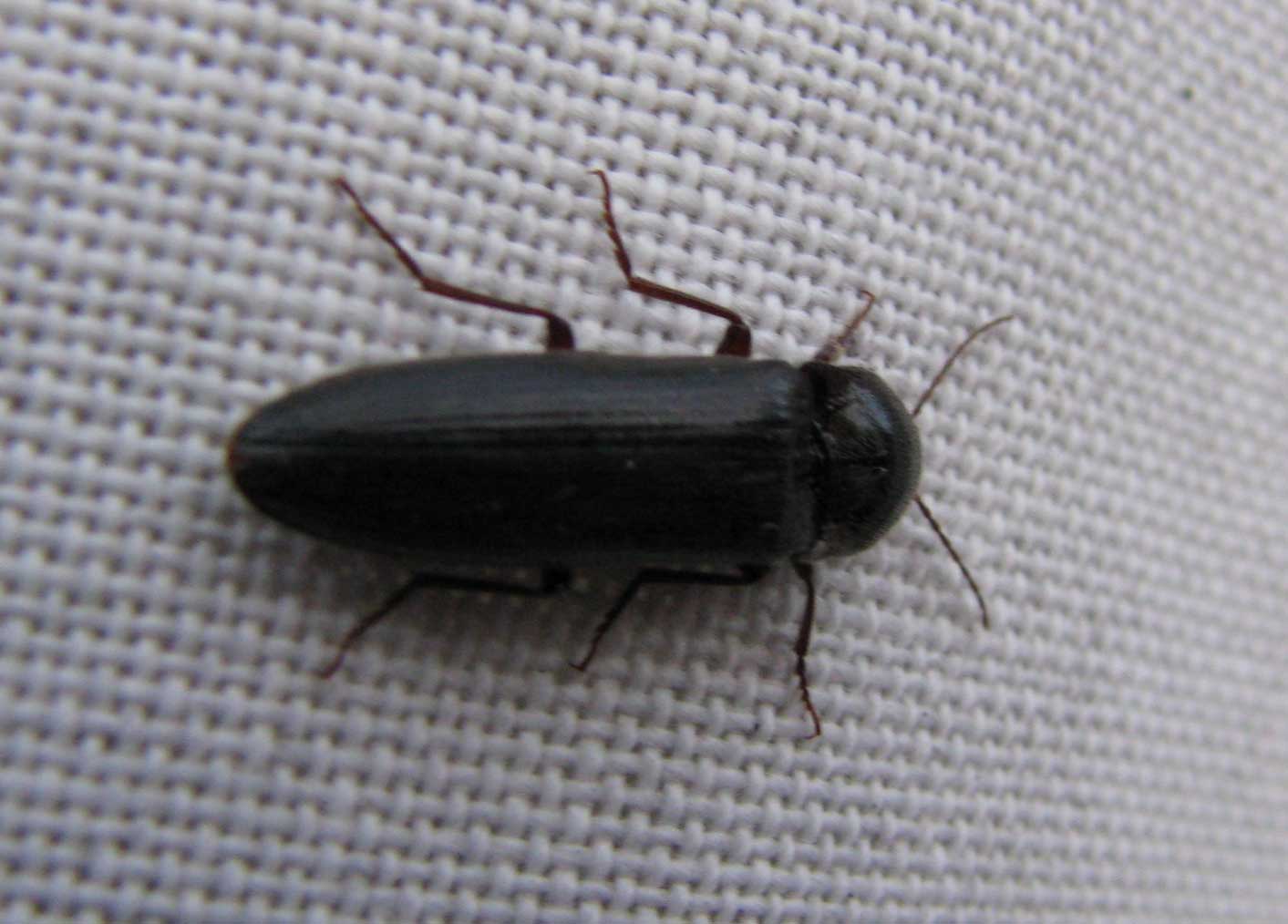 Hvilken sort bille - Naturbasen