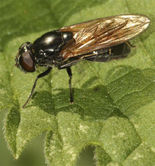 Mørk flue med brungule vinger? - Naturbasen