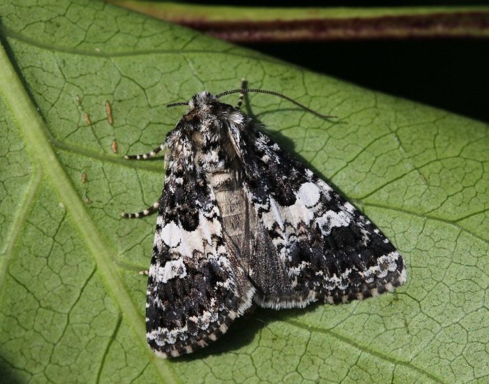 Hadena compta? - Naturbasen