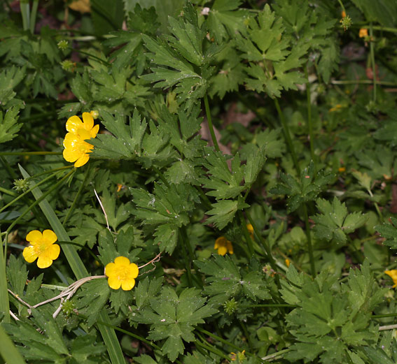 Bidende Ranunkel? - Naturbasen
