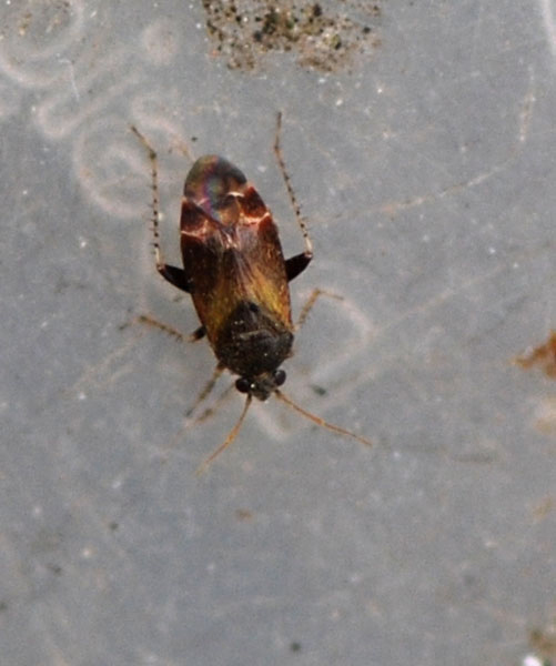 Blomstertæge ved Kvie Sø - Naturbasen