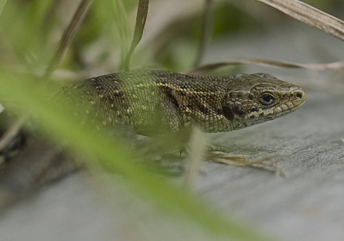 Markfirben eller Skovfirben? - Naturbasen
