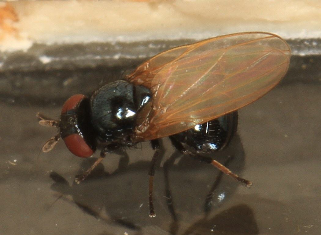 Vandflue/Ephydridae? - Naturbasen