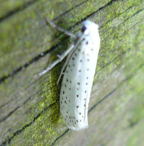Benved Spindemøl eller Yponomeuta sp.? - Naturbasen