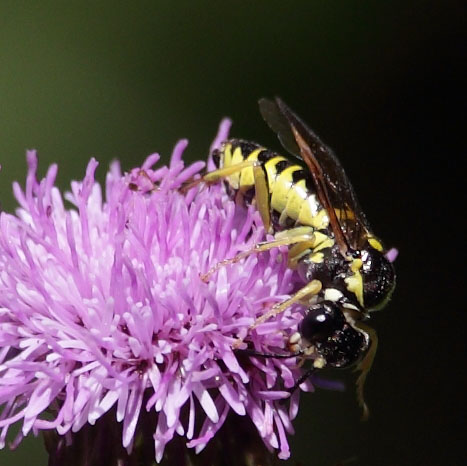 hvilket lille hvepselignende insekt - Naturbasen