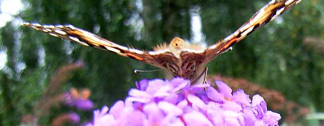 Gæt hvilket numsehul - Naturbasen