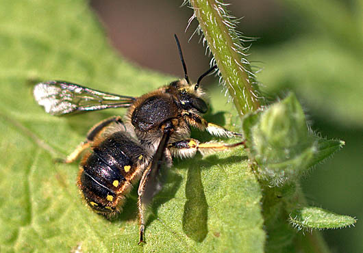 hey hvilke flue/humle??? - Naturbasen