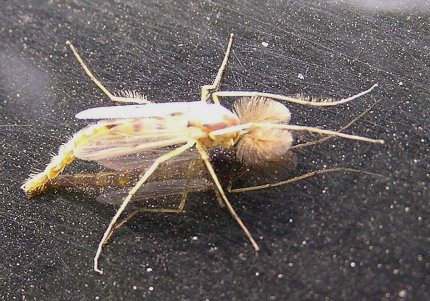 Er dette Rovdansemyg? - Naturbasen
