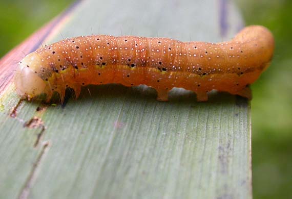 Hvilken orange larve ? - Naturbasen