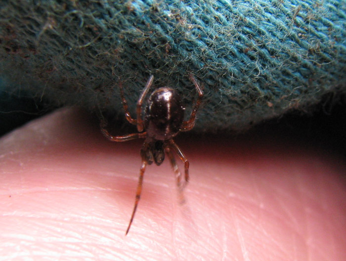 Sort edderkop - Naturbasen