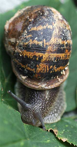 Er dette Plettet voldsnegl? - Naturbasen