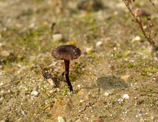 Hvilken lille svamp på sandbund? - Naturbasen