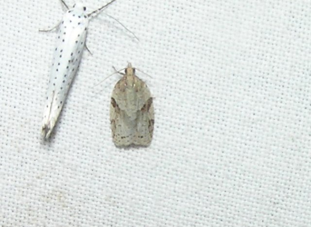 Clepsis ? - Naturbasen