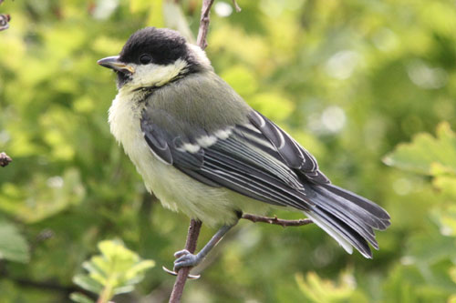 Musvit (eller sortmejse) - Naturbasen