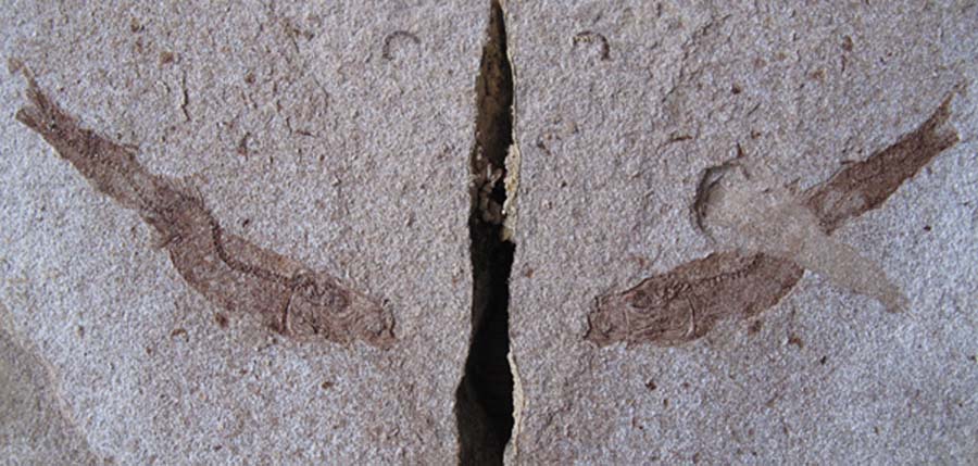 Hel Fisk - Naturbasen