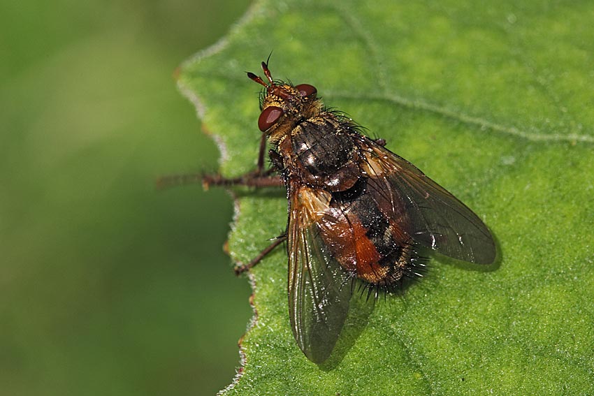 Ligner en snylteflue? - Naturbasen