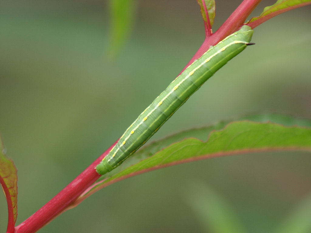 Grøn larve med tap..... - Naturbasen