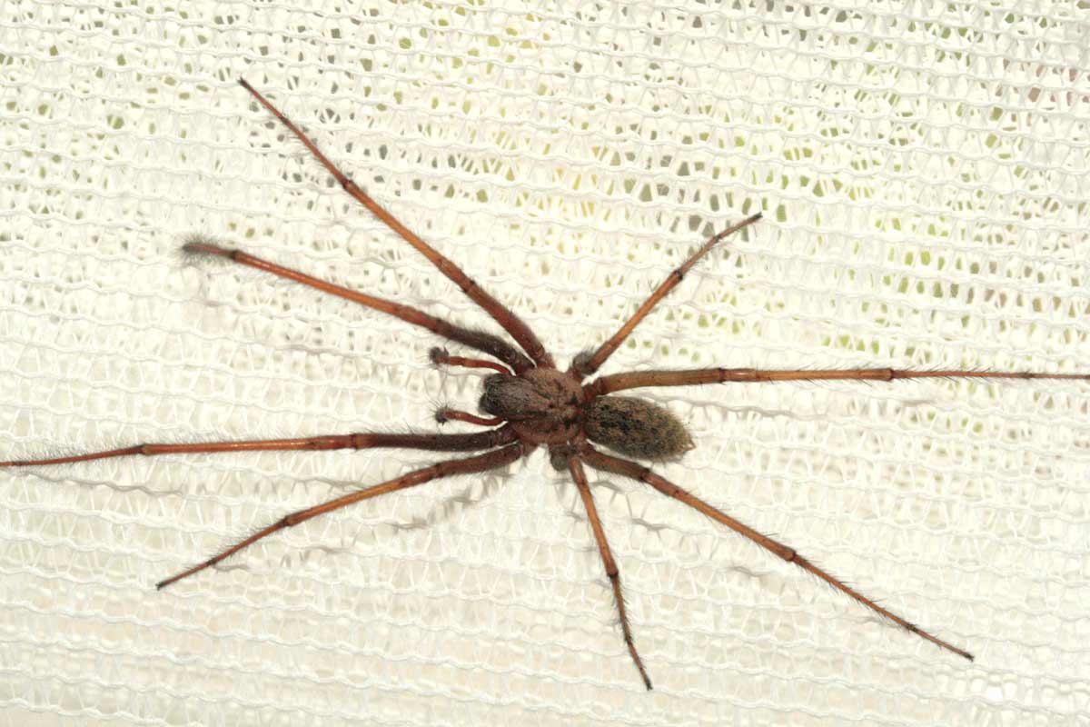 Lang edderkop - Naturbasen