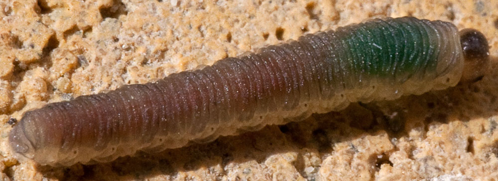 Hvilken larve er denne? - Naturbasen