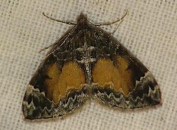 Jordbær-bladmåler... - Naturbasen