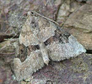 Hvilken natsommerfugl... 2 - Naturbasen