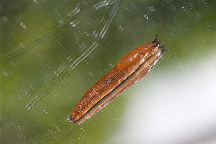 Hvilken Rød snegl med roangegule fodrand og hvis og grå sål. - Naturbasen