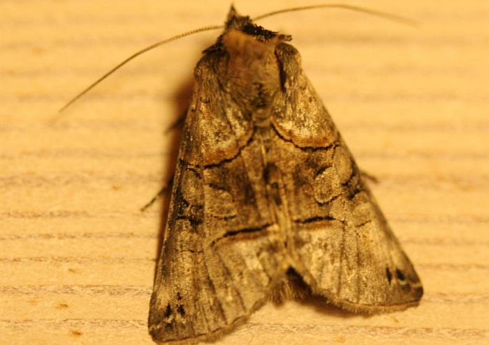 Ugle fra Hillerød - Naturbasen
