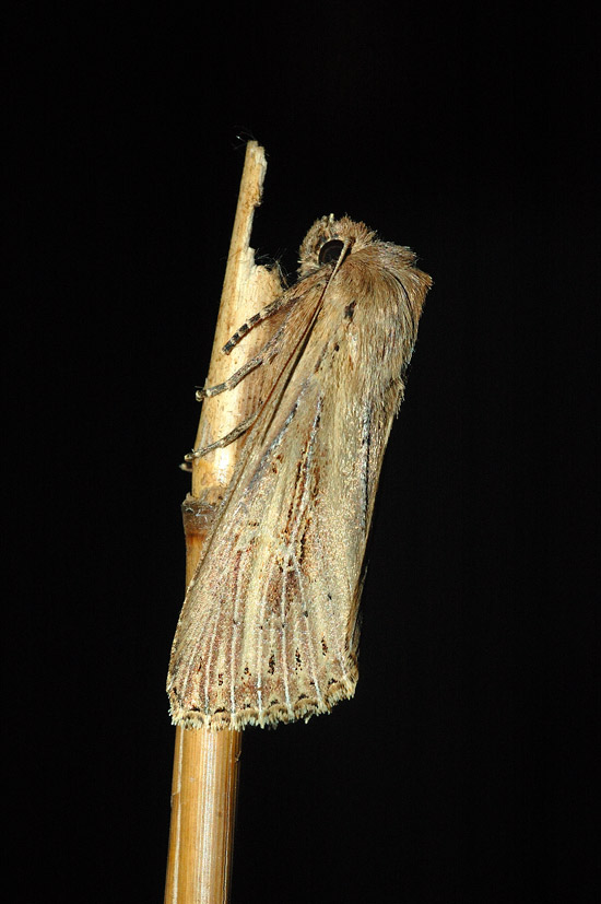 Nonagria typhae? - Naturbasen