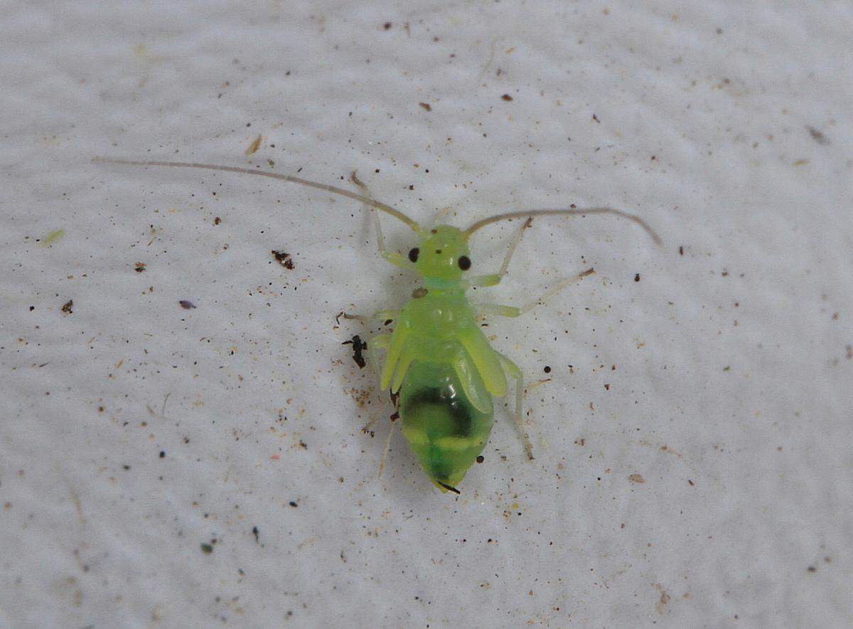 Stenopsocus stigmaticus nymfe? - Naturbasen