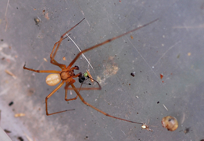 Langbenet edderkop - Naturbasen