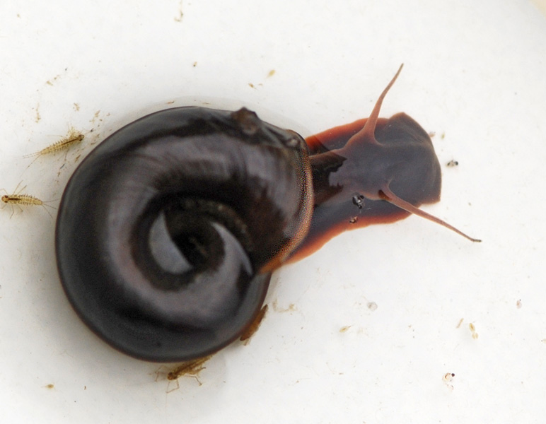 Skivesnegl i Skelby (Næstved) - Naturbasen