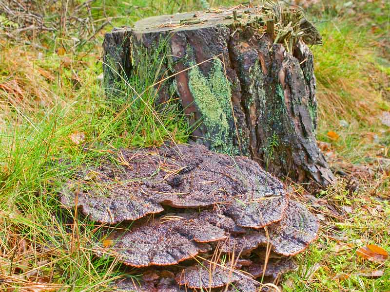 Svamp ved gl. træstub. - Naturbasen
