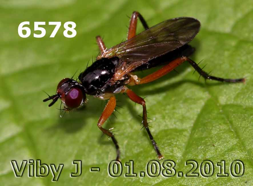 Flue med lilla øjne - Naturbasen