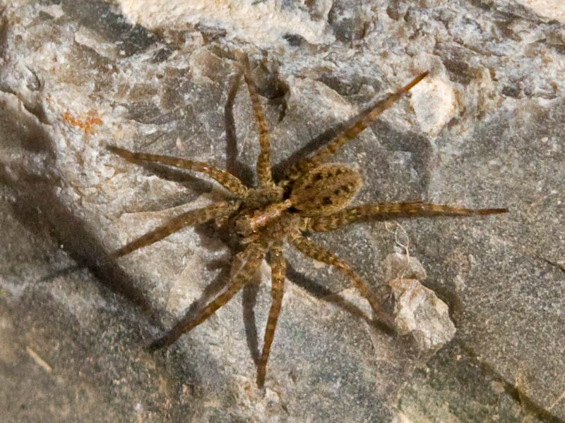 Jagtedderkop? - Naturbasen