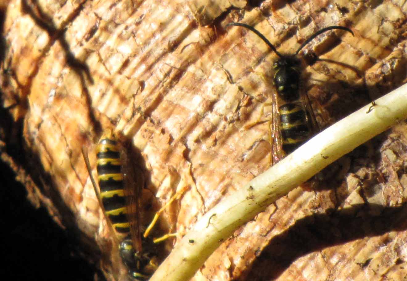 Stor bi/hveps i stort bo under granrod. - Naturbasen