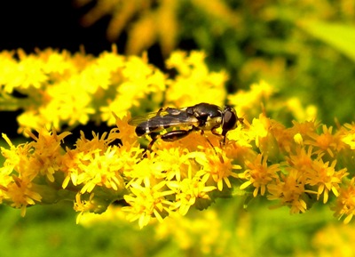 hvliket lille dyr..?? - Naturbasen