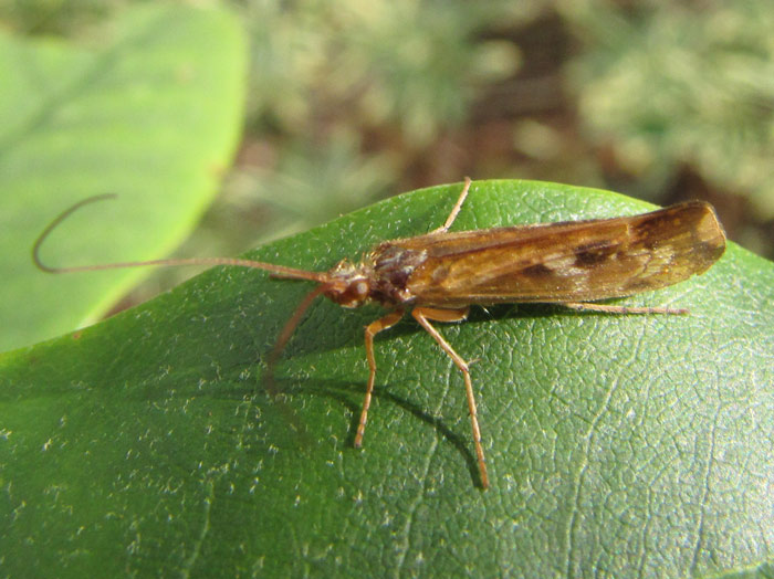 Limnephilus rhombicus - Naturbasen