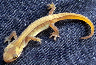 Er det et firben eller en salamander?? - Naturbasen