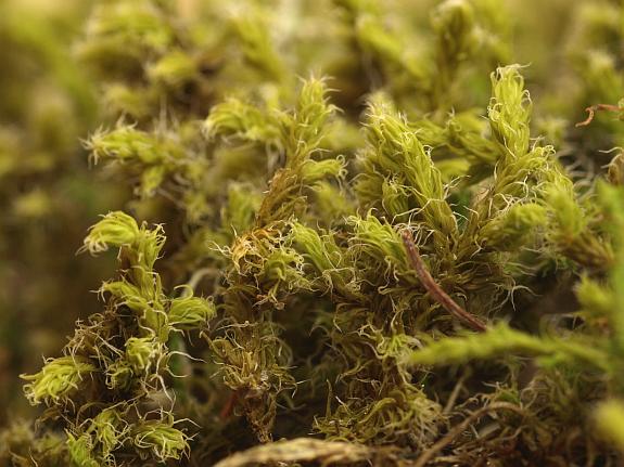 Racomitrium ericoides/canescens? - Naturbasen