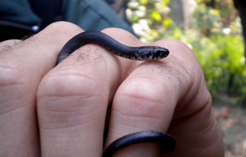 slange fra Ungarn - Naturbasen