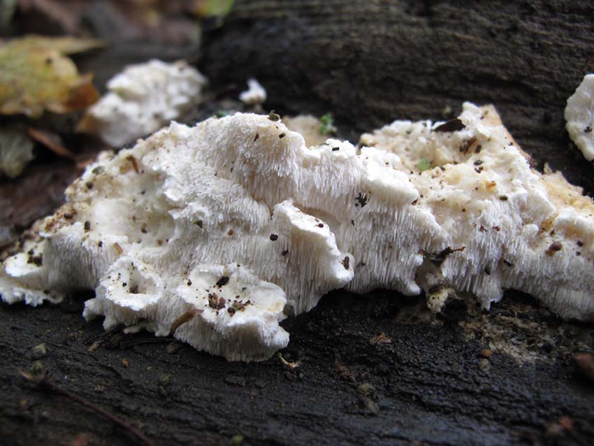 Pigsvamp? - Naturbasen