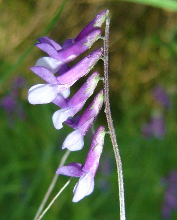 Vikke-identifikation - Naturbasen