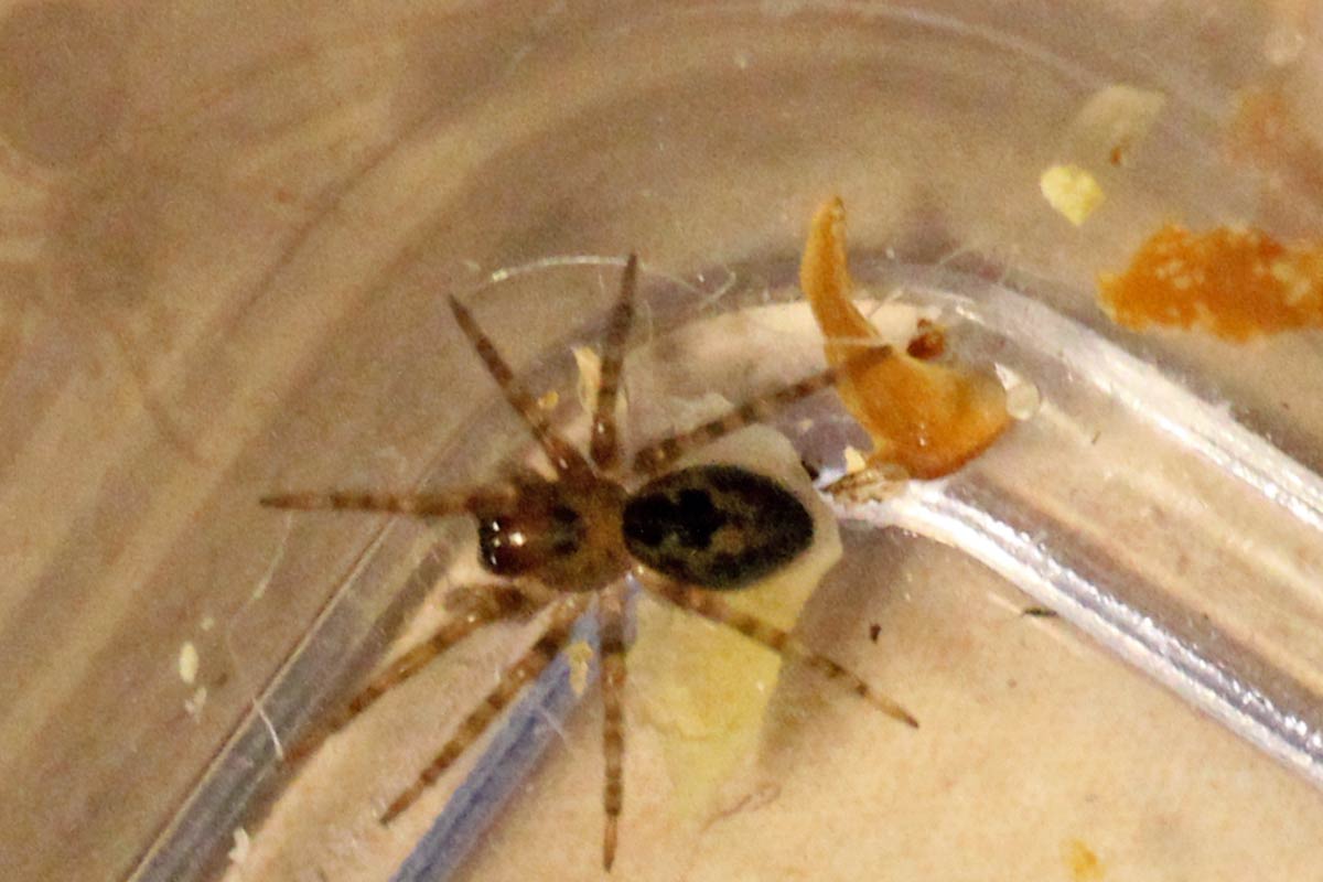 Hvilken edderkop? - Naturbasen