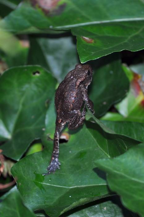 Skrubtudse ? - Naturbasen